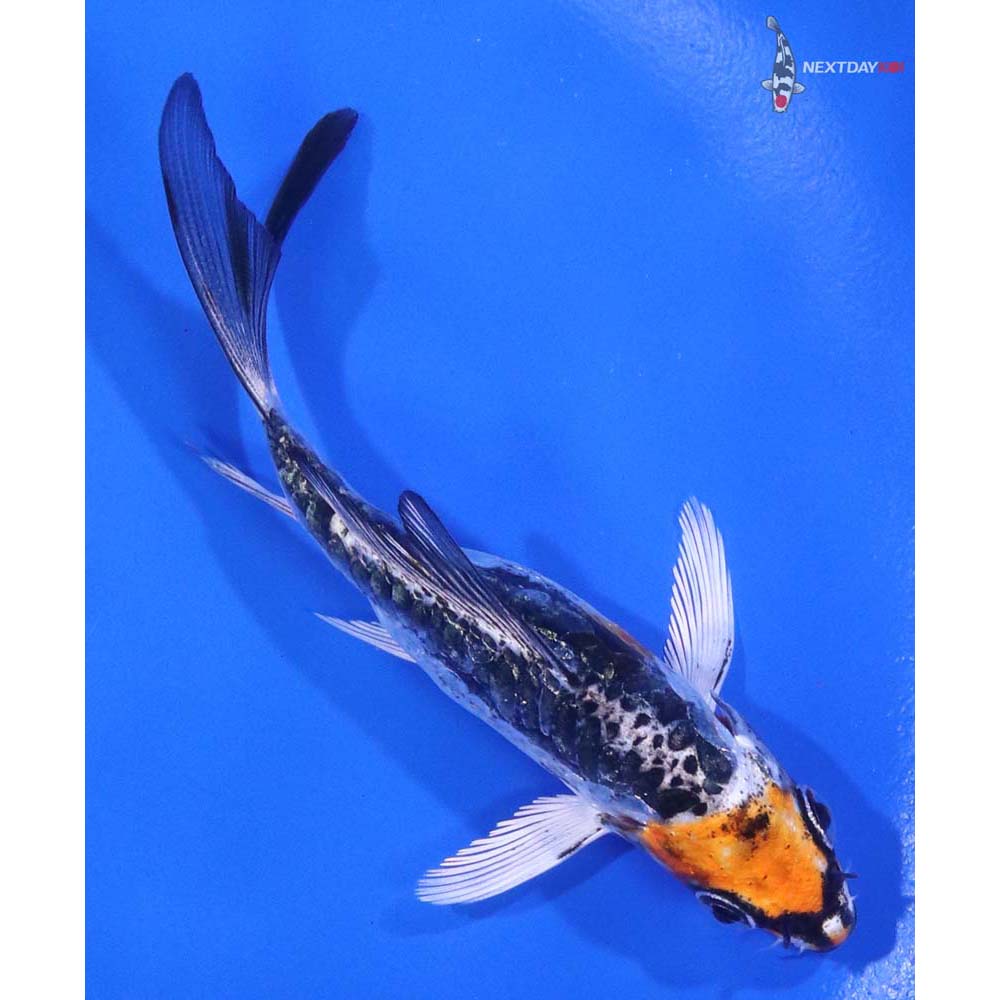 Butterfly Koi | Koi Fish For Sale | Next Day Koi