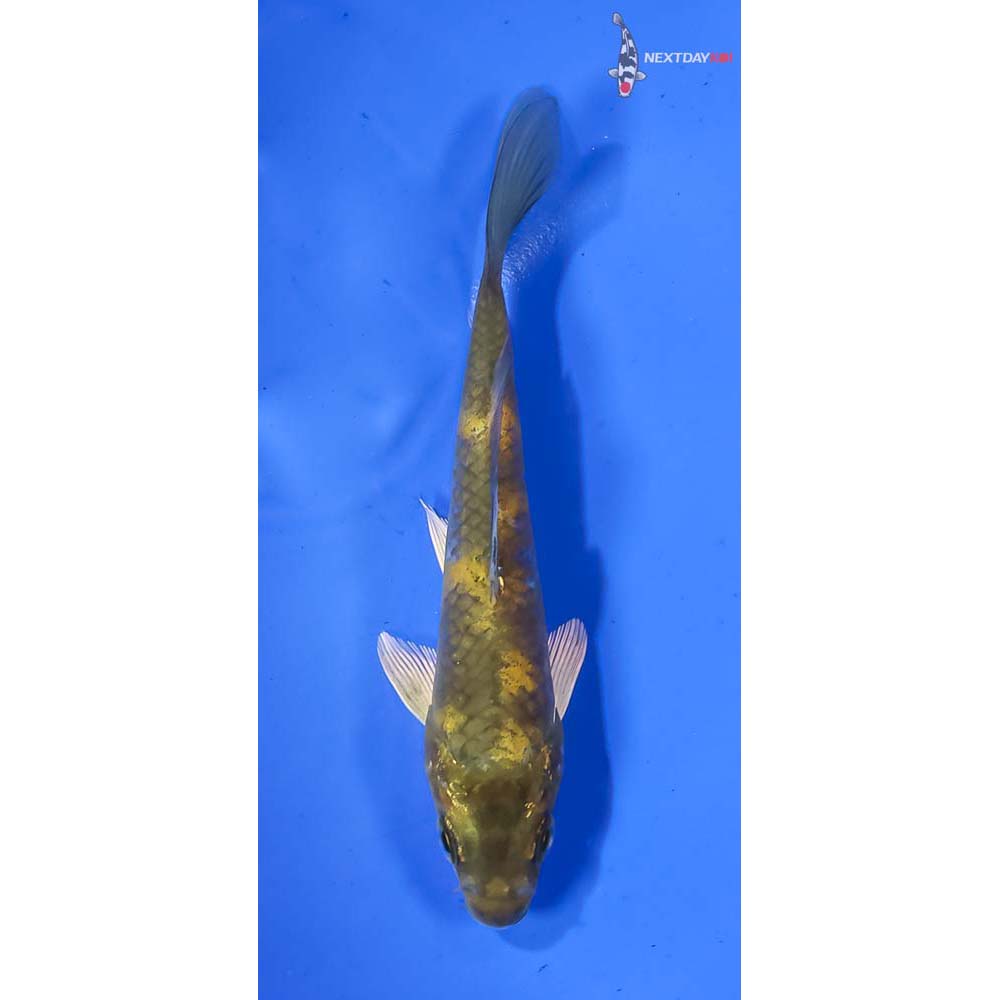 5” Imported Kin Ki Utsuri | Next Day Koi