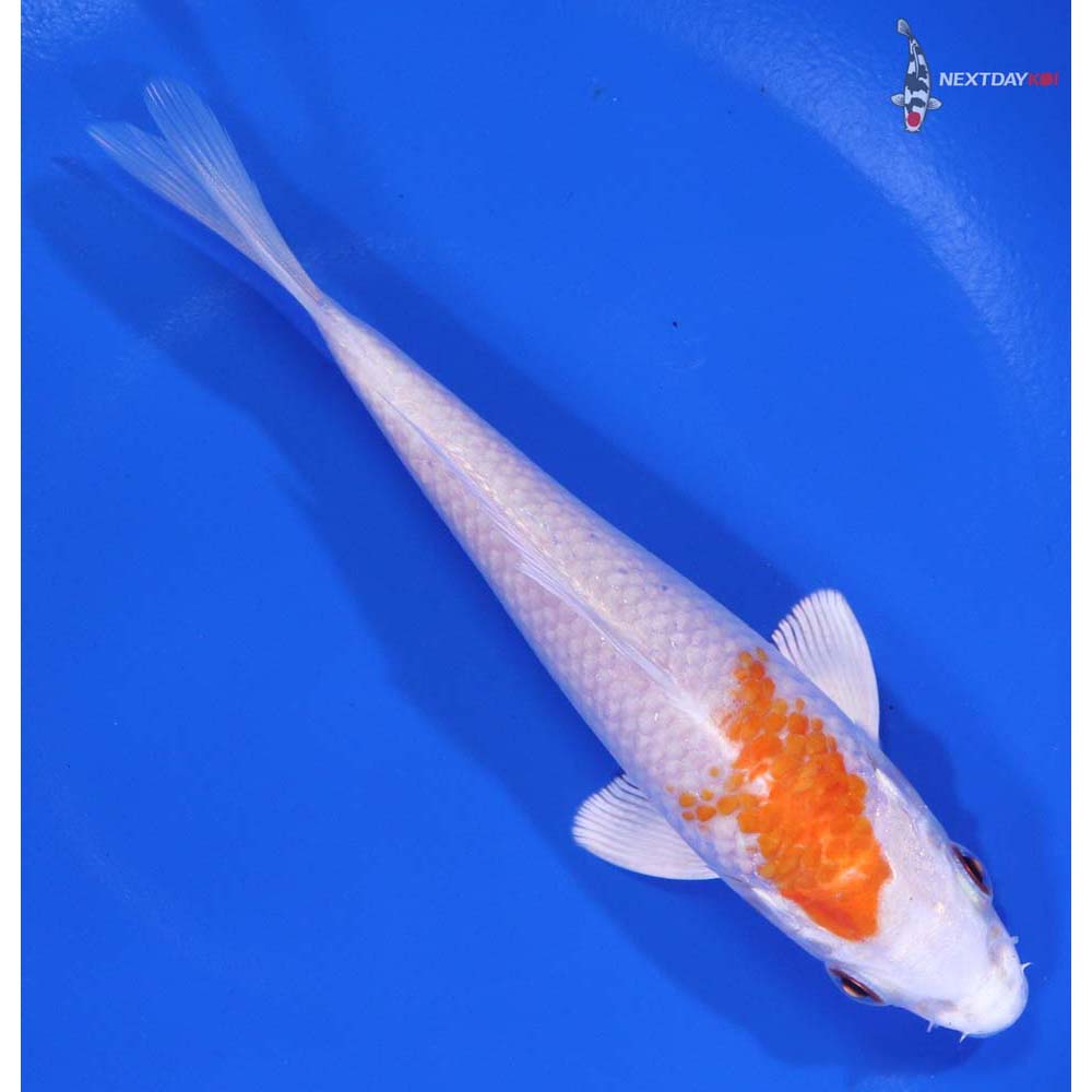 5” Imported Hariwake | Koi Fish For Sale