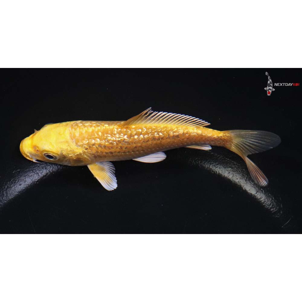 4.5” Imported Gin Rin Yamabuki Ogon | Koi Fish For Sale