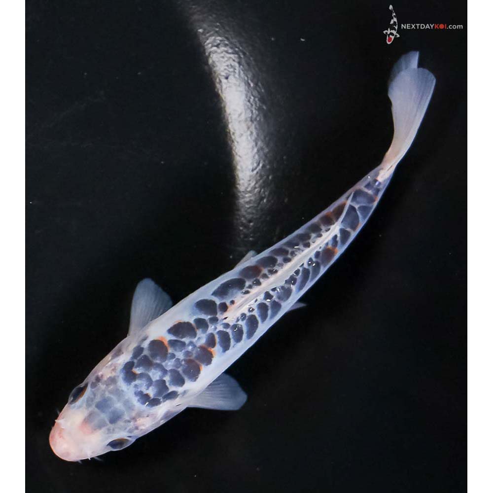 5” Imported Shusui | Koi Fish For Sale