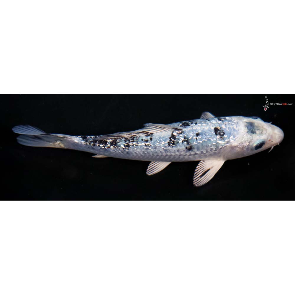6” Imported Gin Rin Gin Shiro Bekko | Koi Fish For Sale