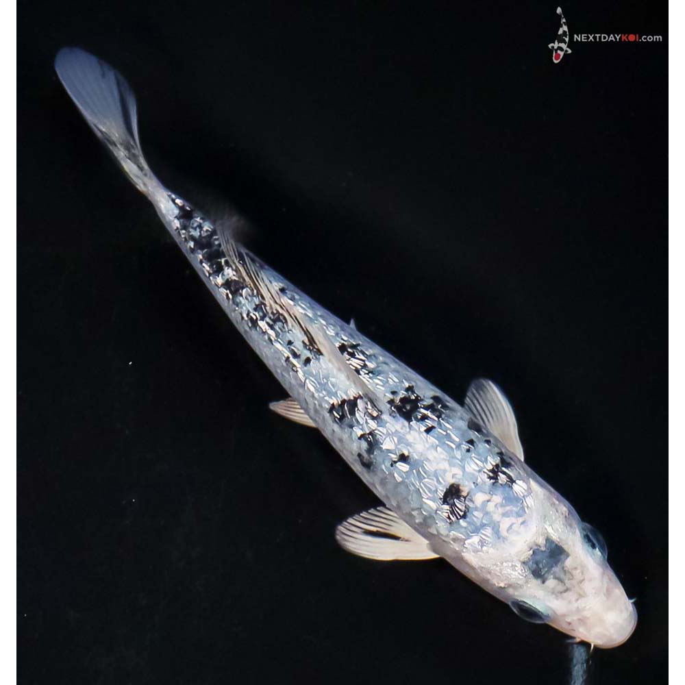 6” Imported Gin Rin Gin Shiro Bekko | Koi Fish For Sale