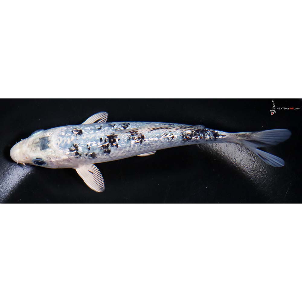 6” Imported Gin Rin Gin Shiro Bekko | Koi Fish For Sale