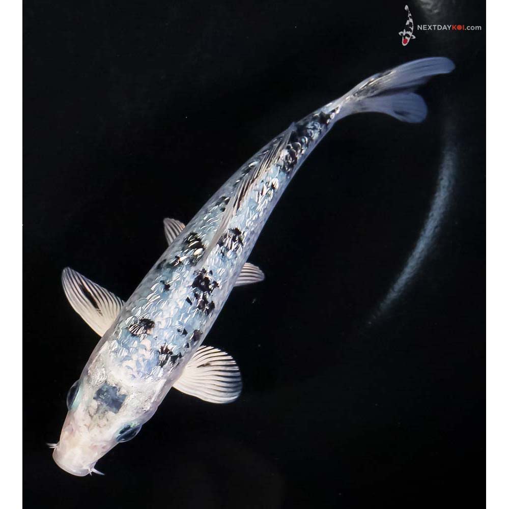 6” Imported Gin Rin Gin Shiro Bekko | Koi Fish For Sale