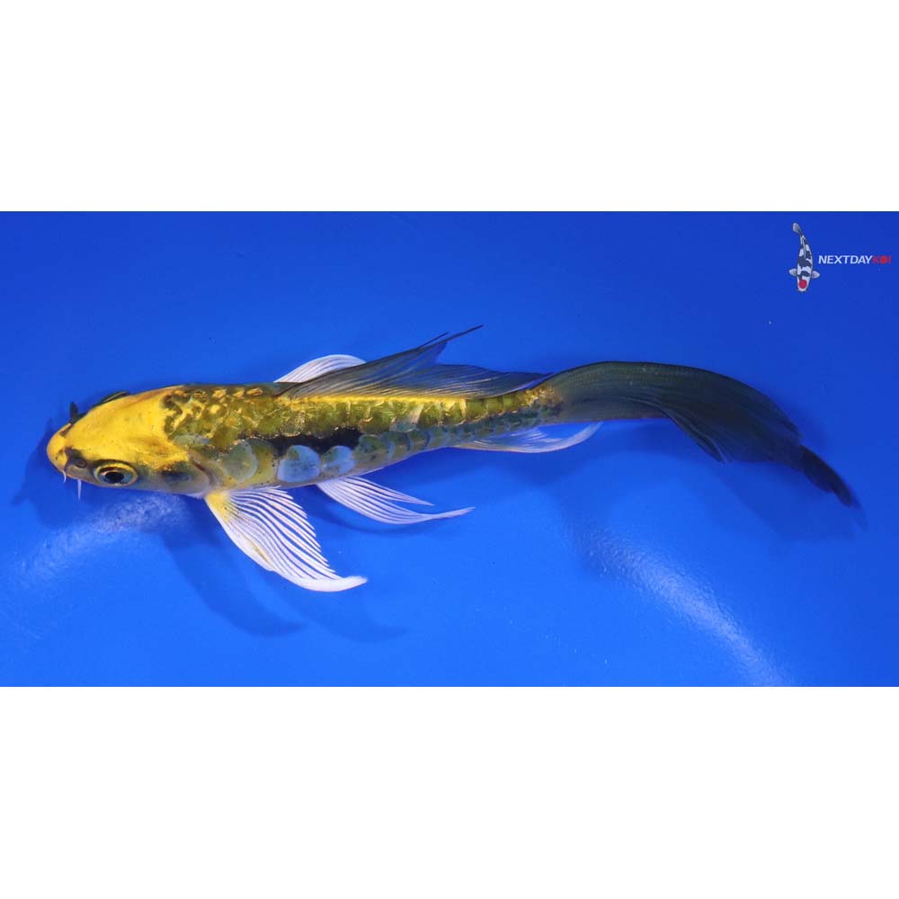 5" Imported Gin Rin Kin Kikokuryu Butterfly Koi | Koi Fish For Sale