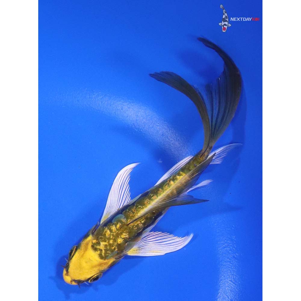 5" Imported Gin Rin Kin Kikokuryu Butterfly Koi | Koi Fish For Sale