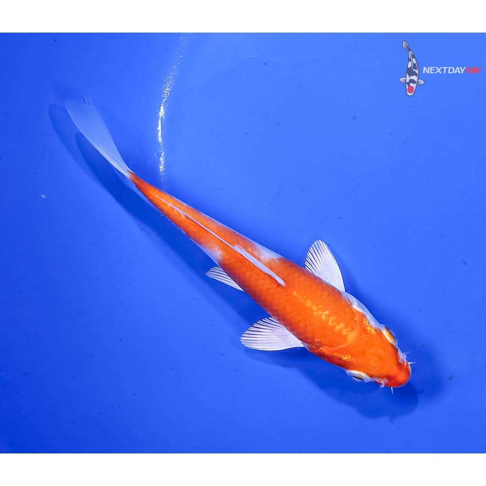 5” Imported Hariwake | Koi Fish For Sale
