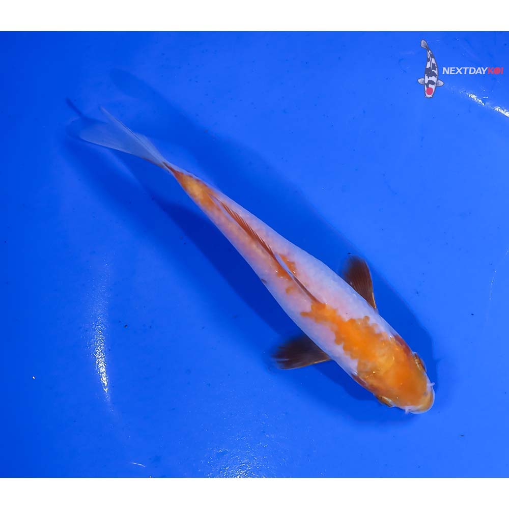 5” Imported Doitsu Ochiba Shigure | Koi Fish For Sale