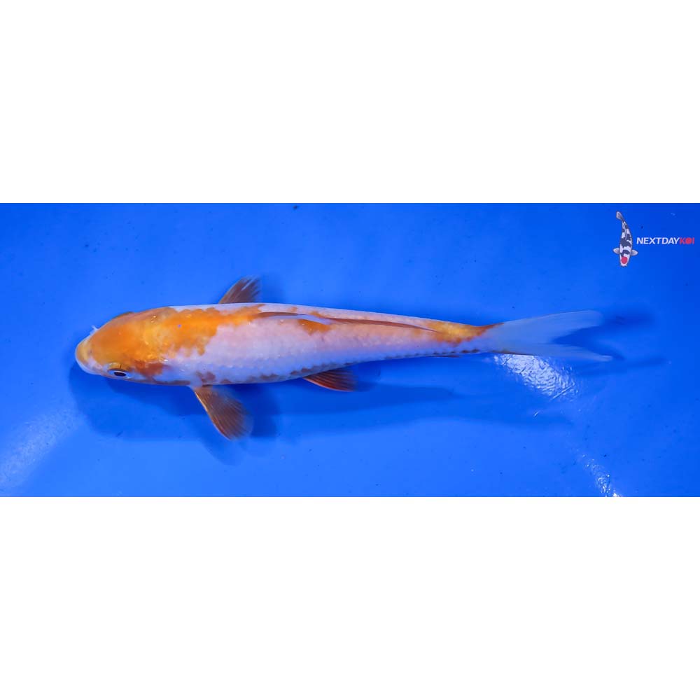 5” Imported Doitsu Ochiba Shigure | Koi Fish For Sale