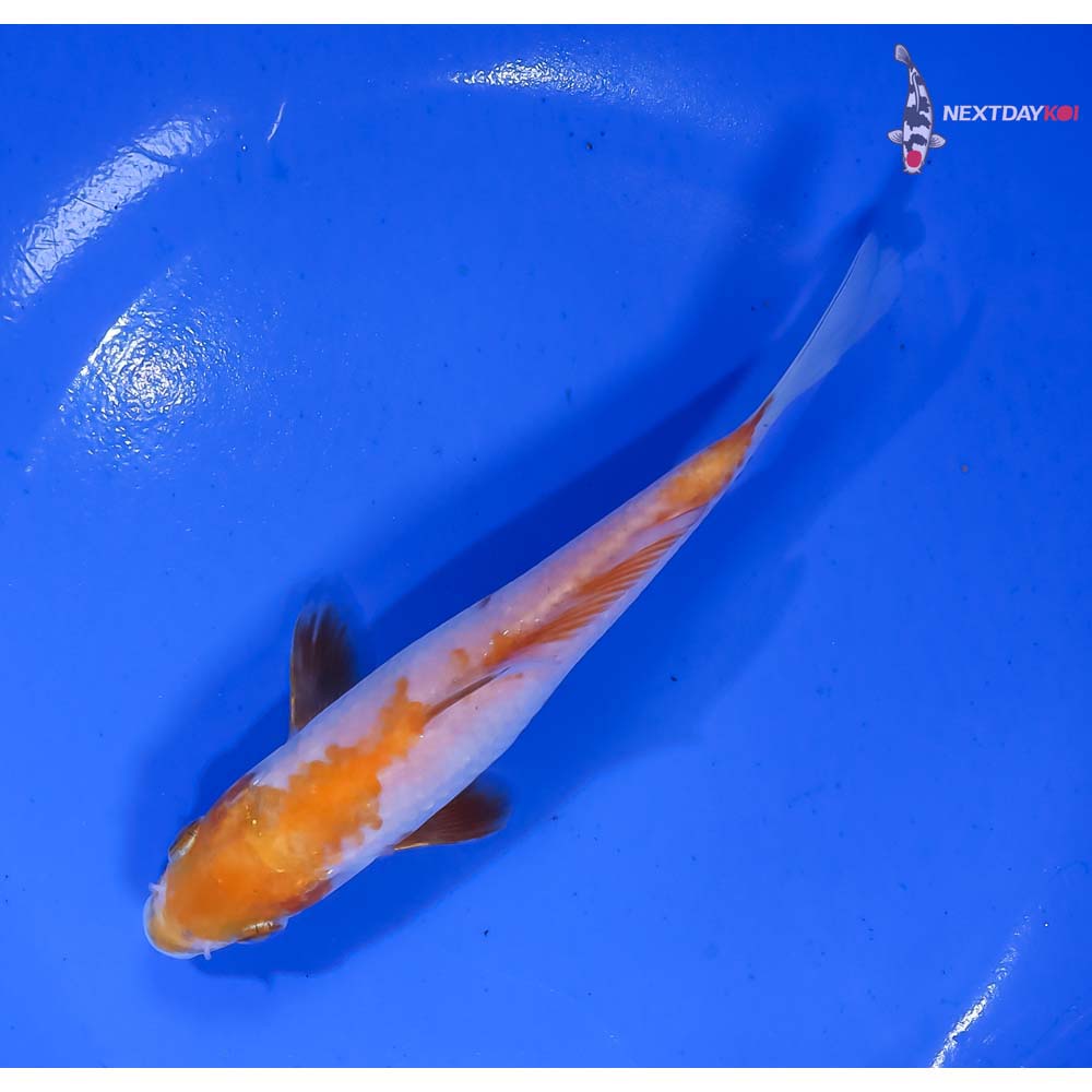 5” Imported Doitsu Ochiba Shigure | Koi Fish For Sale