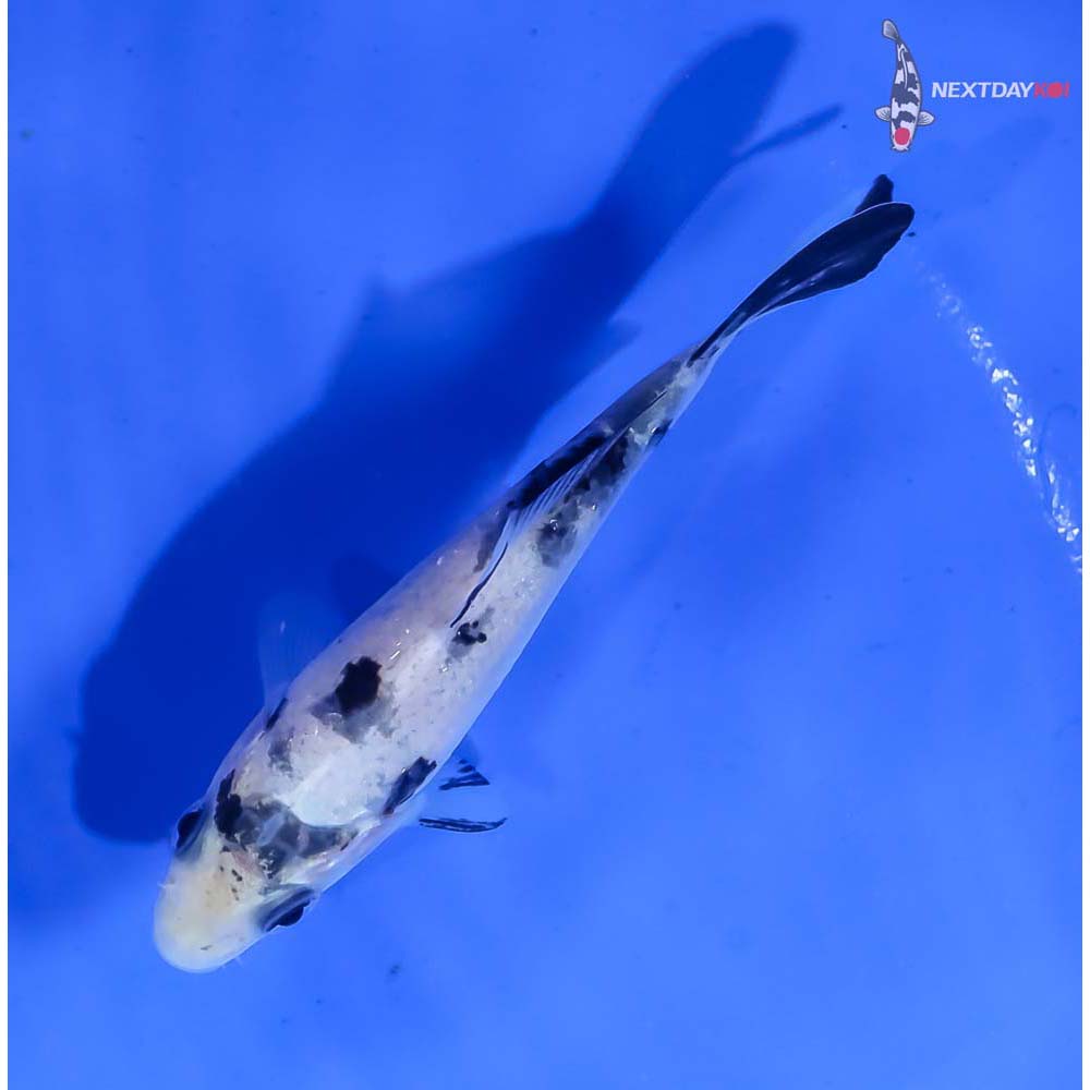 3” Imported Shiro Bekko | Koi Fish For Sale