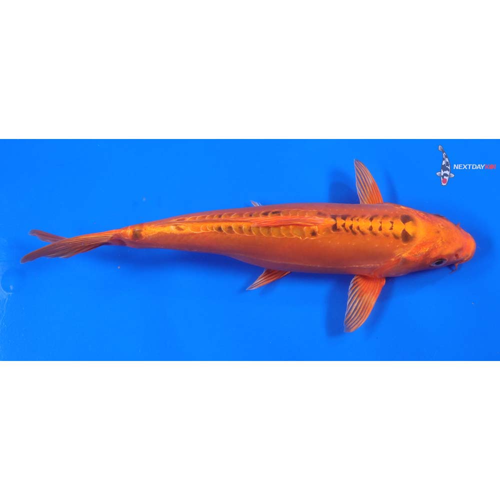 11” Imported Female Doitsu Orenji Matsuba | Koi Fish For Sale