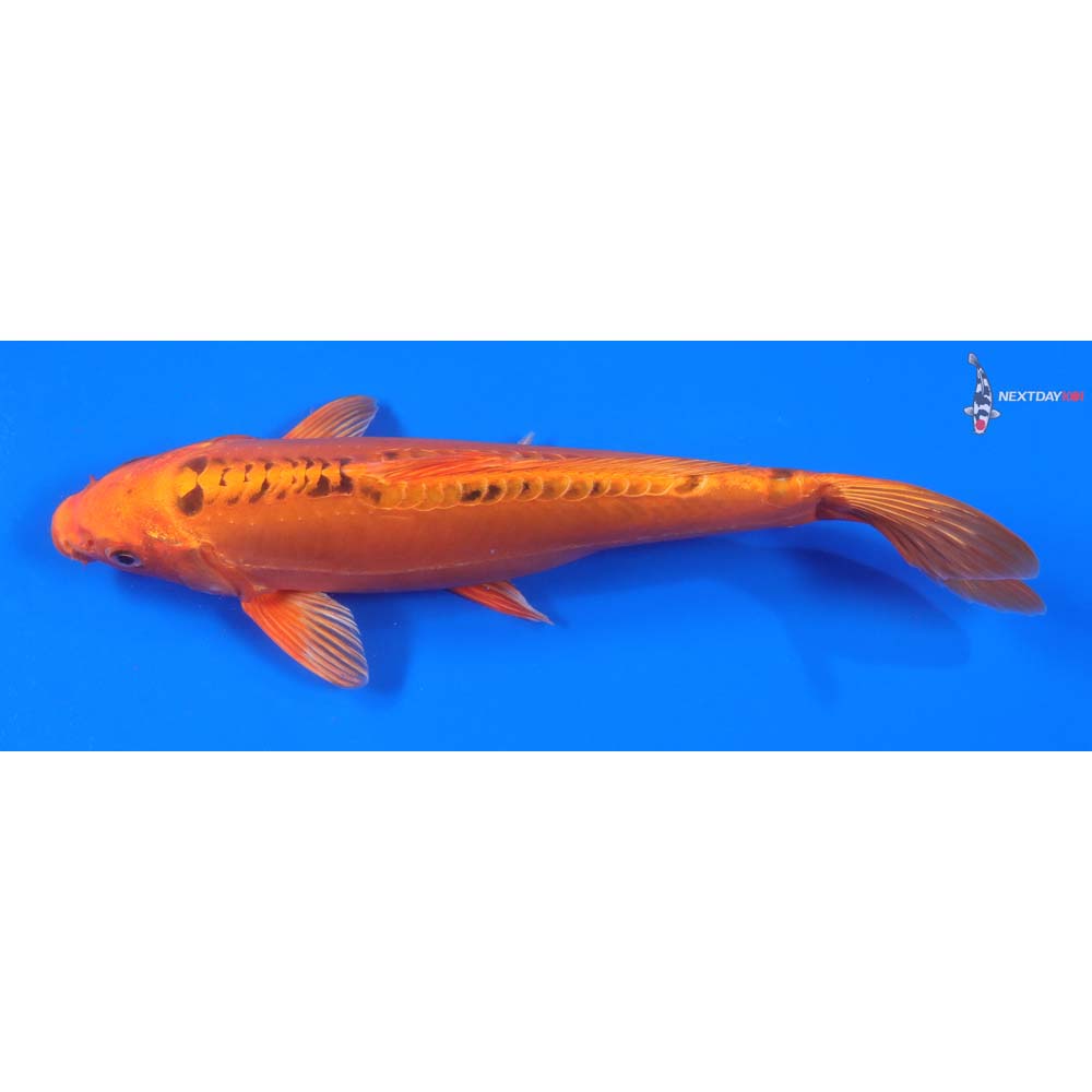 11” Imported Female Doitsu Orenji Matsuba | Koi Fish For Sale