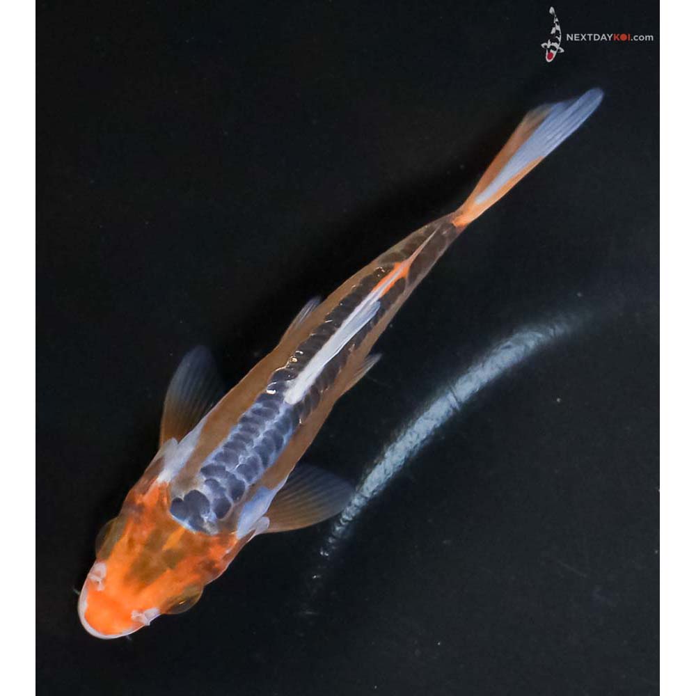 4” Imported Shusui | Koi Fish For Sale