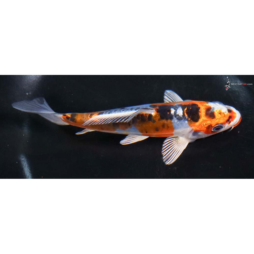 5” Imported Doitsu Blue Kujaku | Koi Fish For Sale