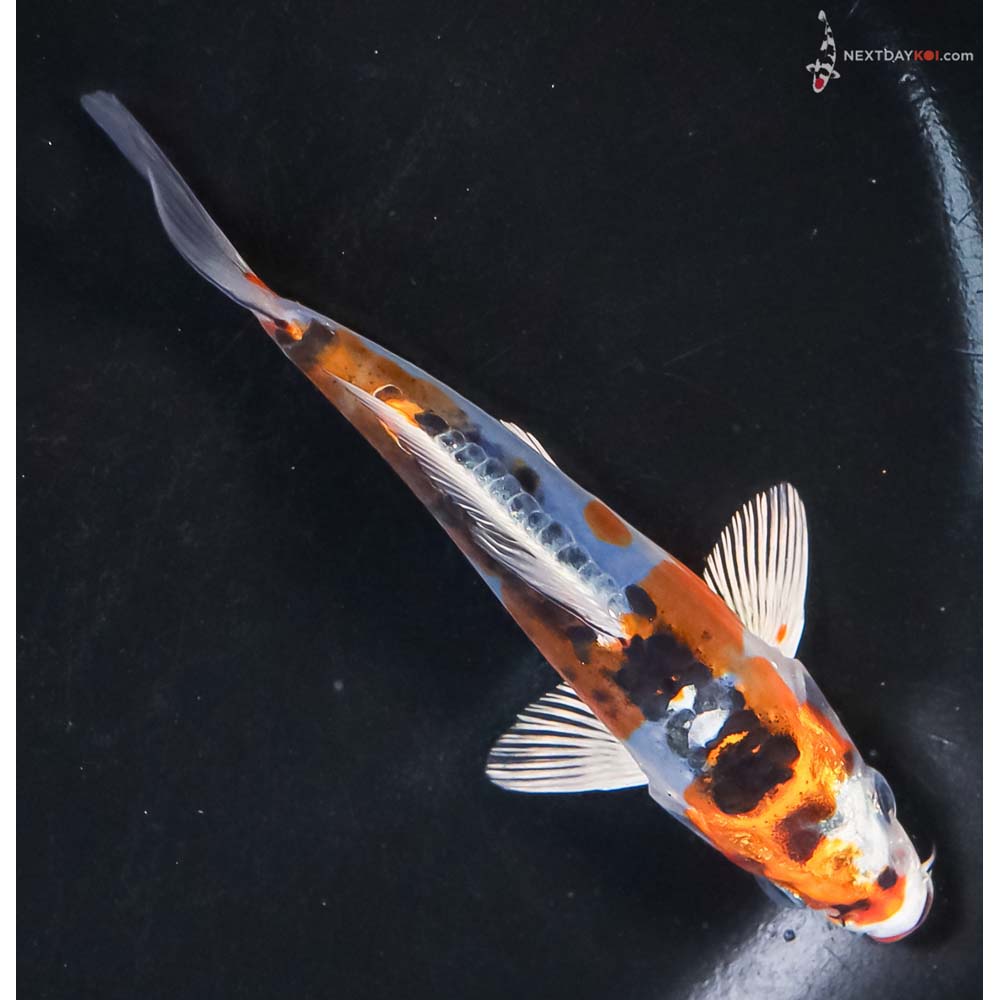5” Imported Doitsu Blue Kujaku | Koi Fish For Sale