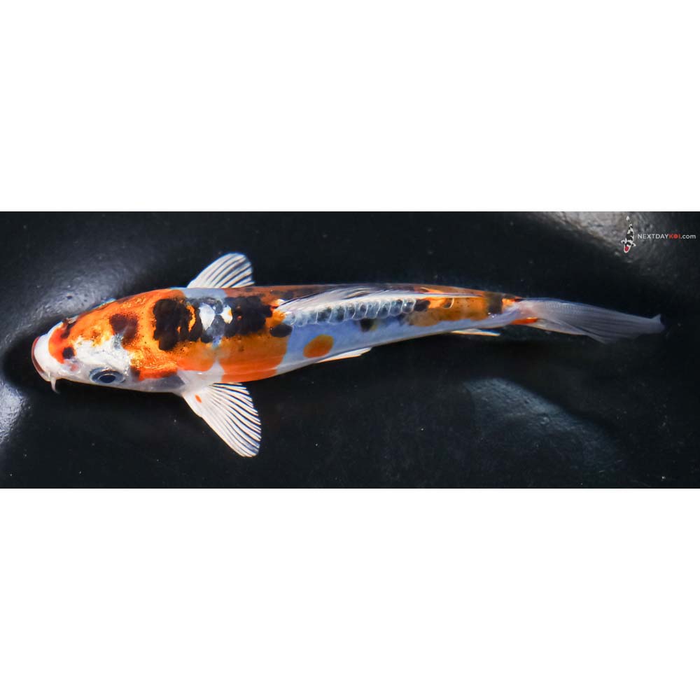 5” Imported Doitsu Blue Kujaku | Koi Fish For Sale