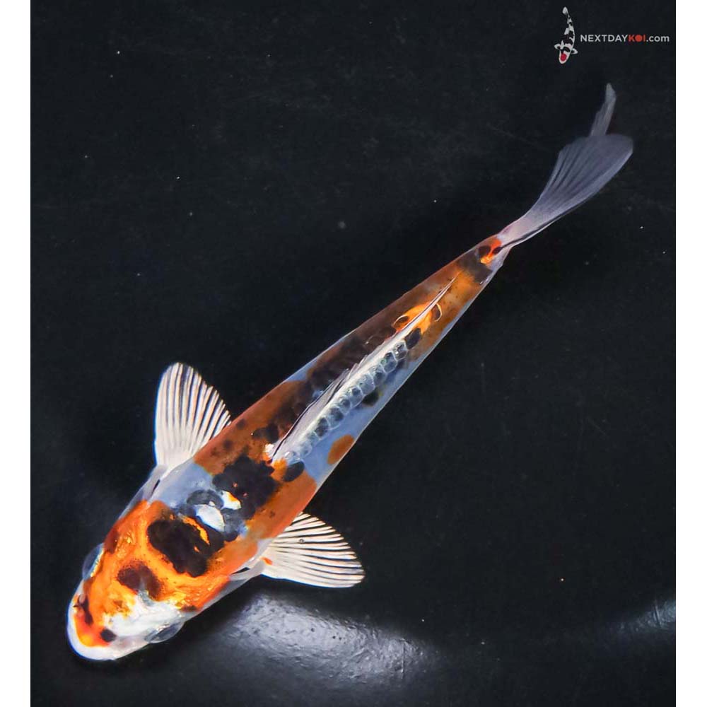 5” Imported Doitsu Blue Kujaku | Koi Fish For Sale