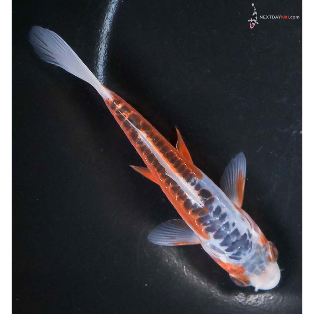 5” Imported Shusui | Koi Fish For Sale