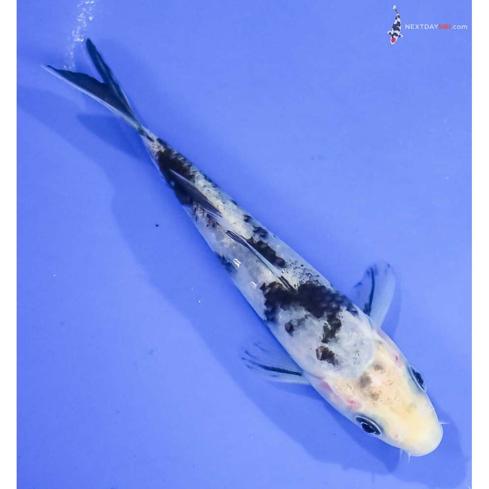 5” Imported Shiro Bekko | Koi Fish For Sale