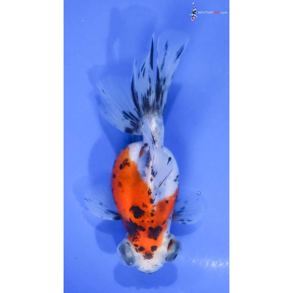 Butterfly Tail | Koi Fish For Sale | Next Day Koi
