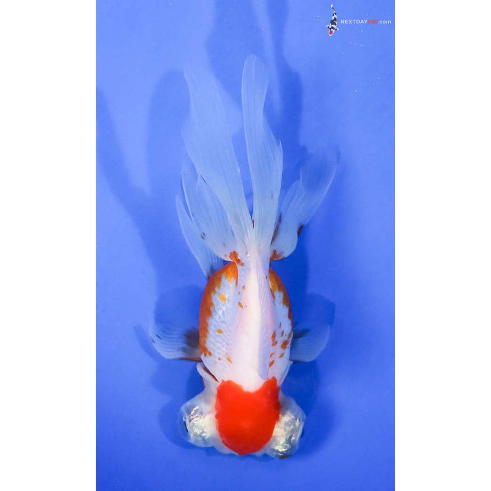 Butterfly Tail | Koi Fish For Sale | Next Day Koi
