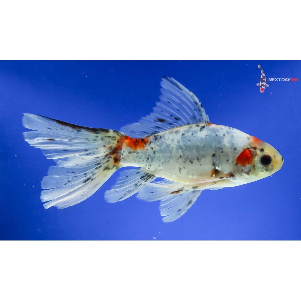 Shubunkin | Koi Fish For Sale | Next Day Koi