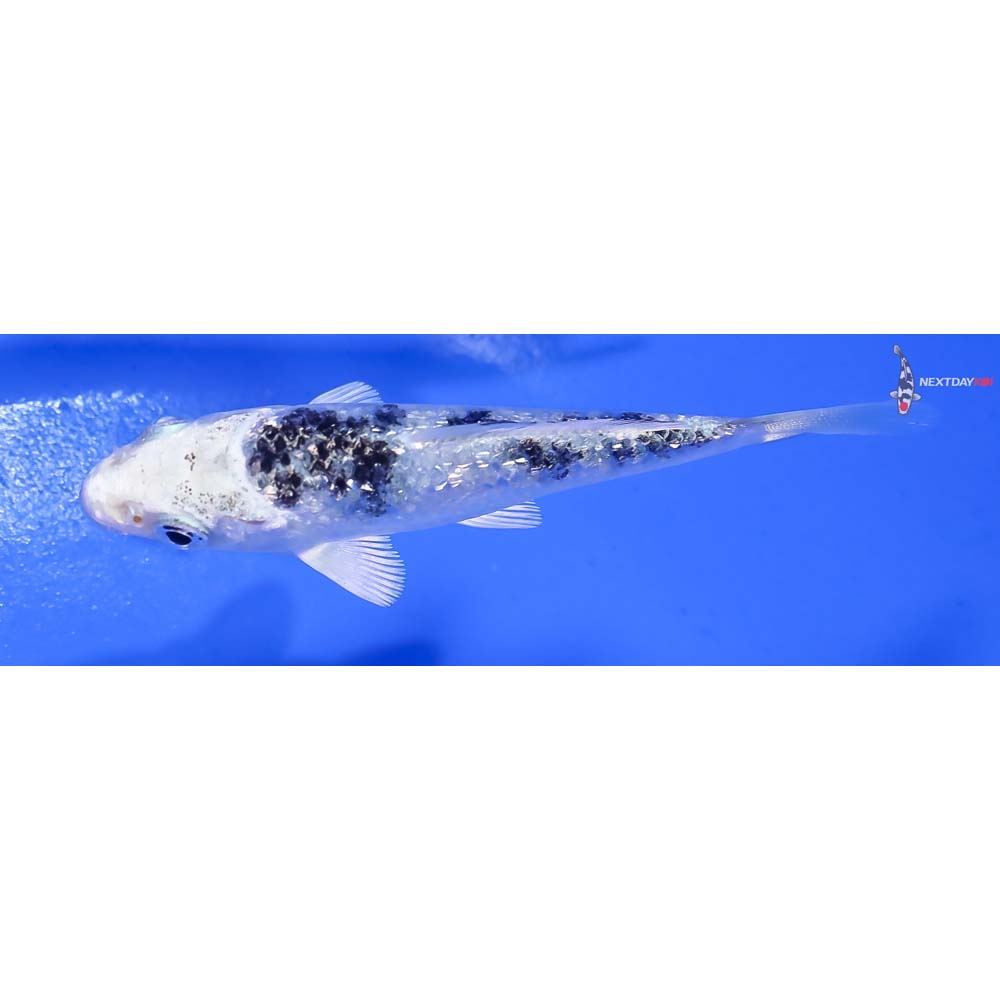 3” Imported Gin Rin Gin Shiro Bekko | Koi Fish For Sale