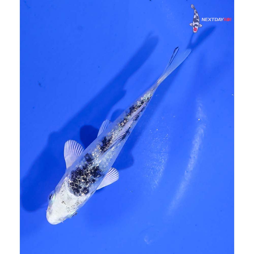 3” Imported Gin Rin Gin Shiro Bekko | Koi Fish For Sale