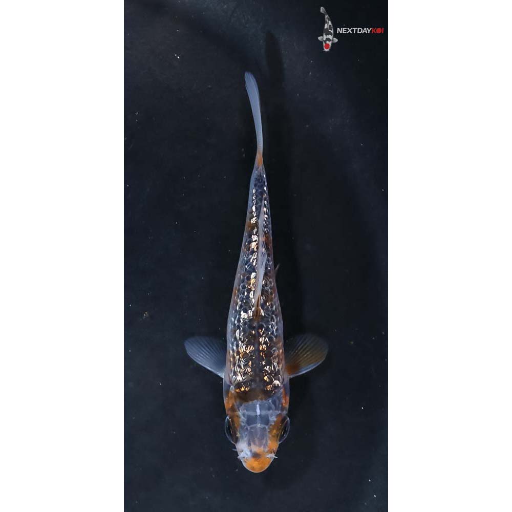 3” Imported Gin Rin Asagi | Koi Fish For Sale