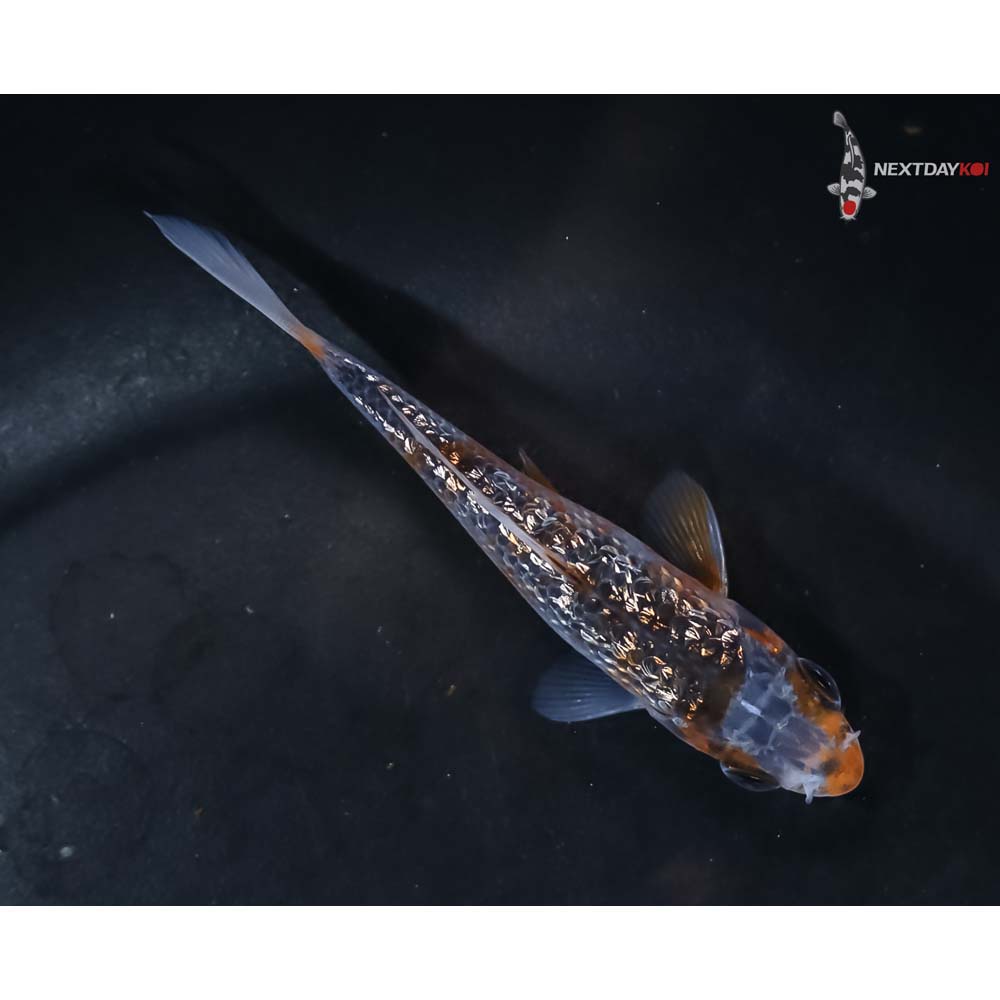 3” Imported Gin Rin Asagi | Koi Fish For Sale