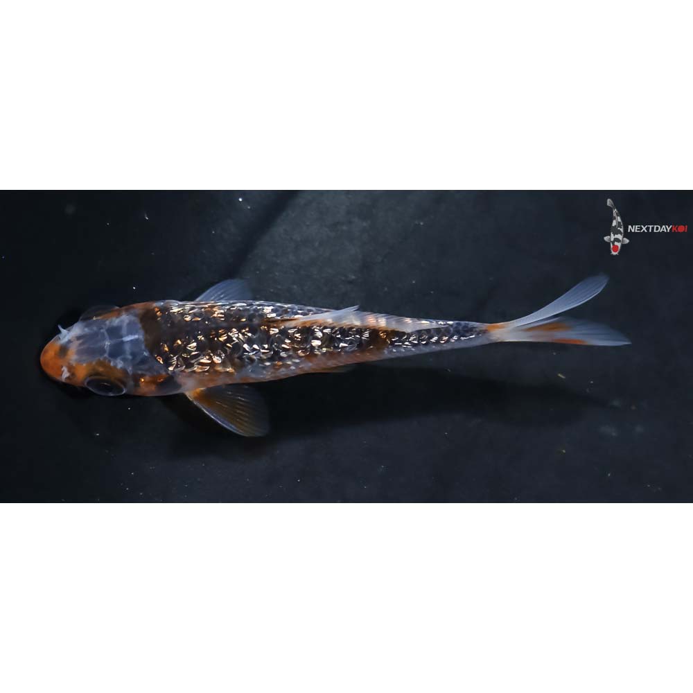 3” Imported Gin Rin Asagi | Koi Fish For Sale
