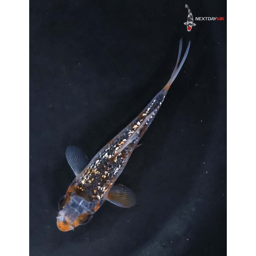 3” Imported Gin Rin Asagi | Koi Fish For Sale
