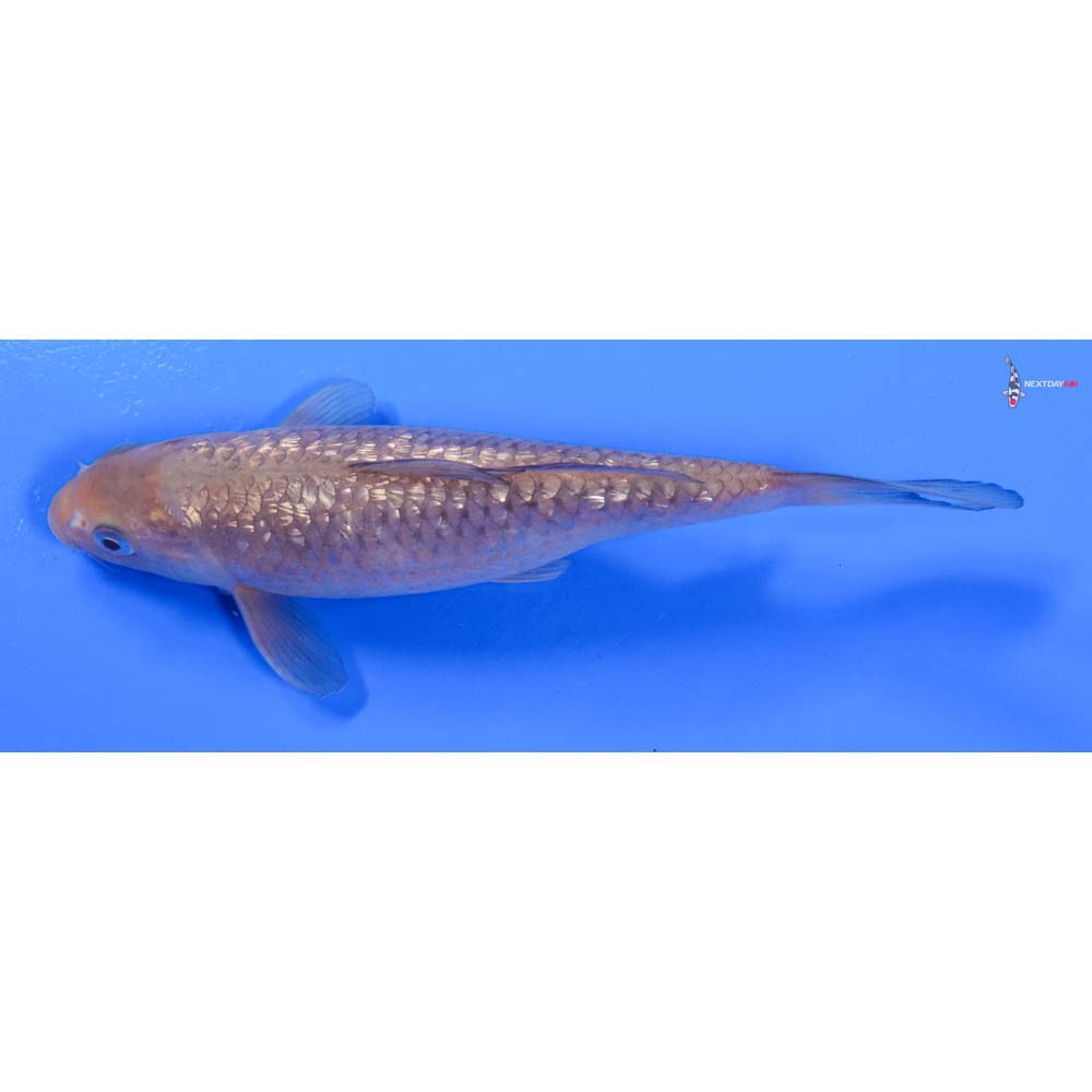 8” Imported Gin Rin Chagoi | Koi Fish For Sale