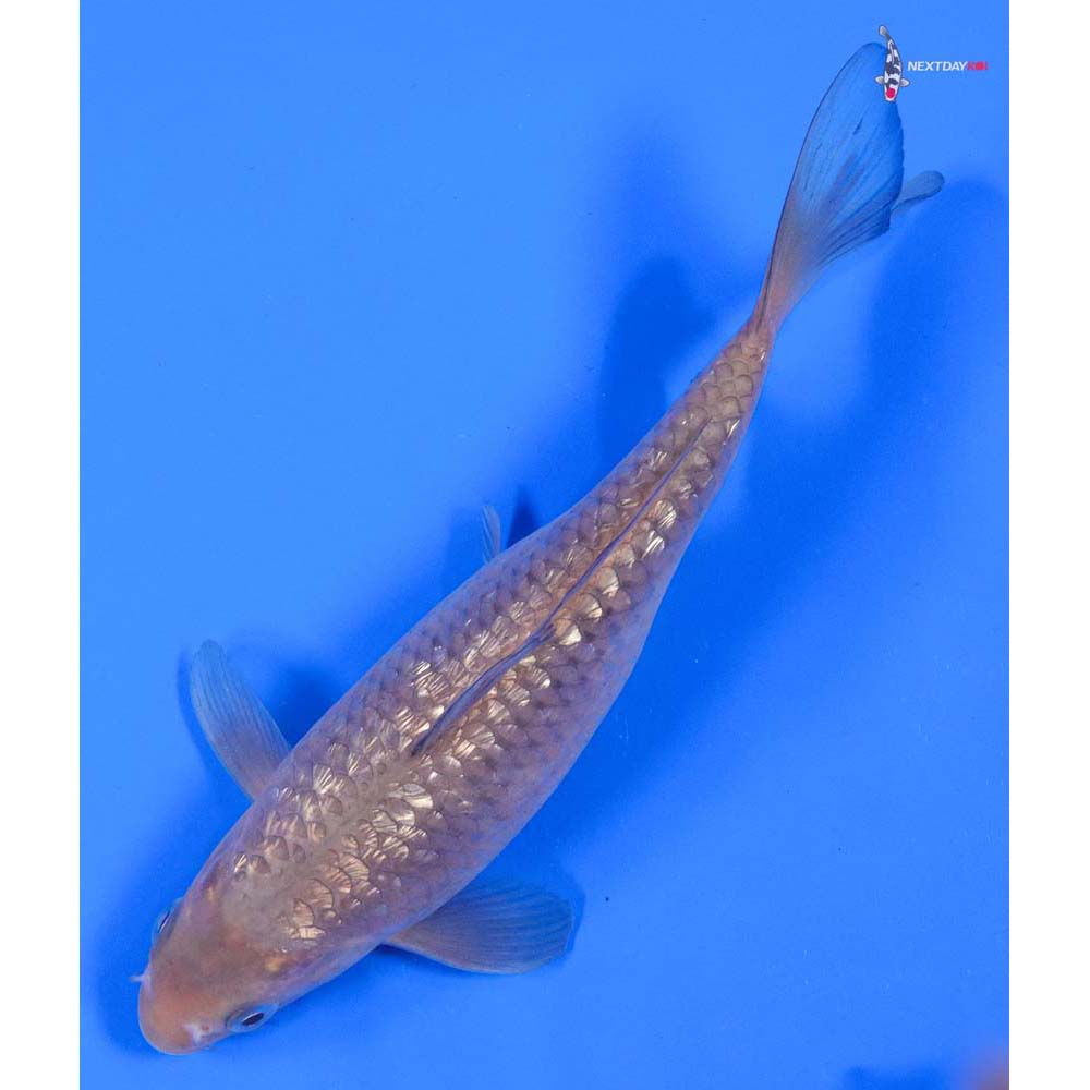 8” Imported Gin Rin Chagoi | Koi Fish For Sale