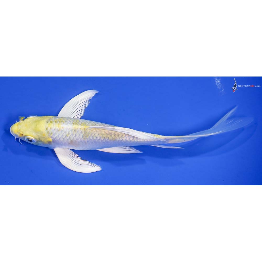 6.5” Imported Lemon Hariwake Butterfly Koi | Koi Fish For Sale