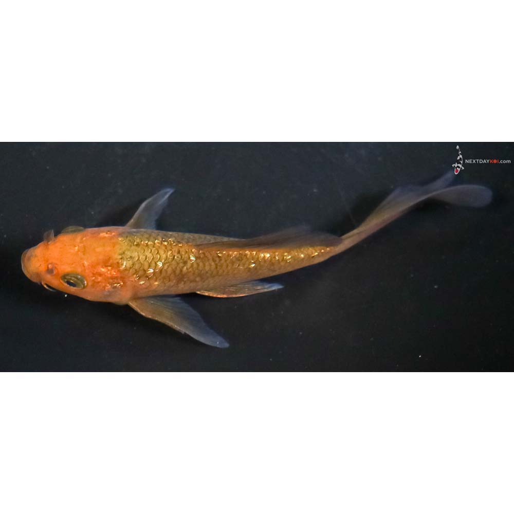 5” Imported Gin Rin Chagoi Butterfly Koi | Koi Fish For Sale