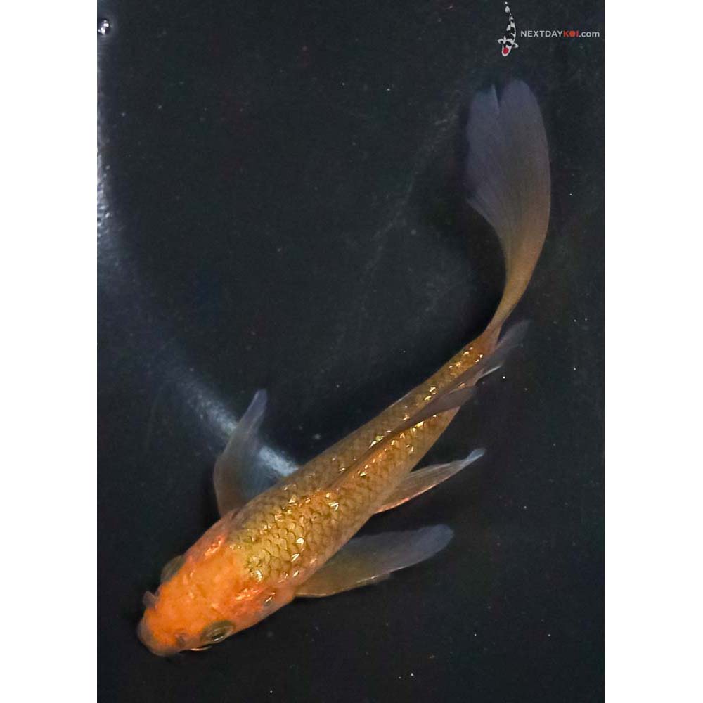 5” Imported Gin Rin Chagoi Butterfly Koi | Koi Fish For Sale