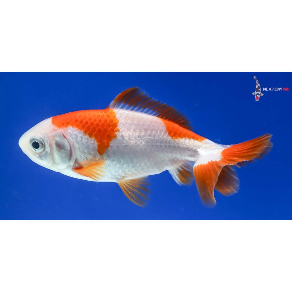 3” Imported Male Red and White Wakin | Koi Fish For Sale