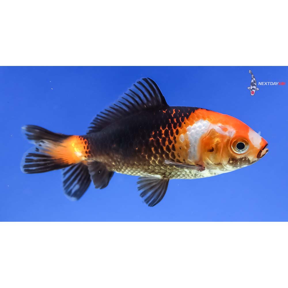 3.5” Imported Tri Color Wakin | Next Day Koi | Koi Fish For Sale