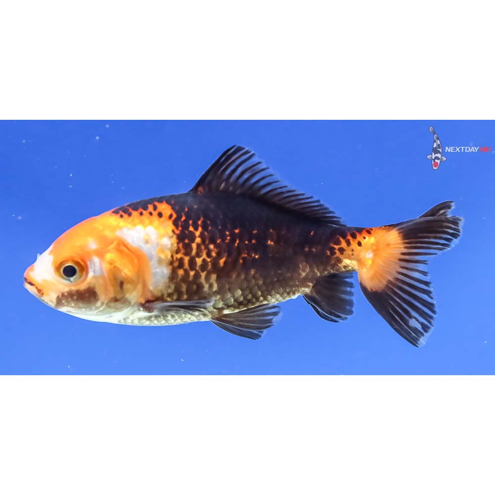 3.5” Imported Tri Color Wakin | Next Day Koi | Koi Fish For Sale