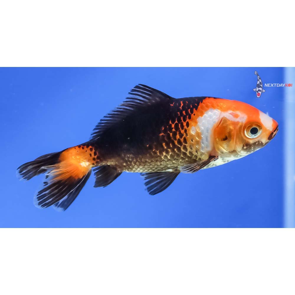 3.5” Imported Tri Color Wakin | Next Day Koi | Koi Fish For Sale