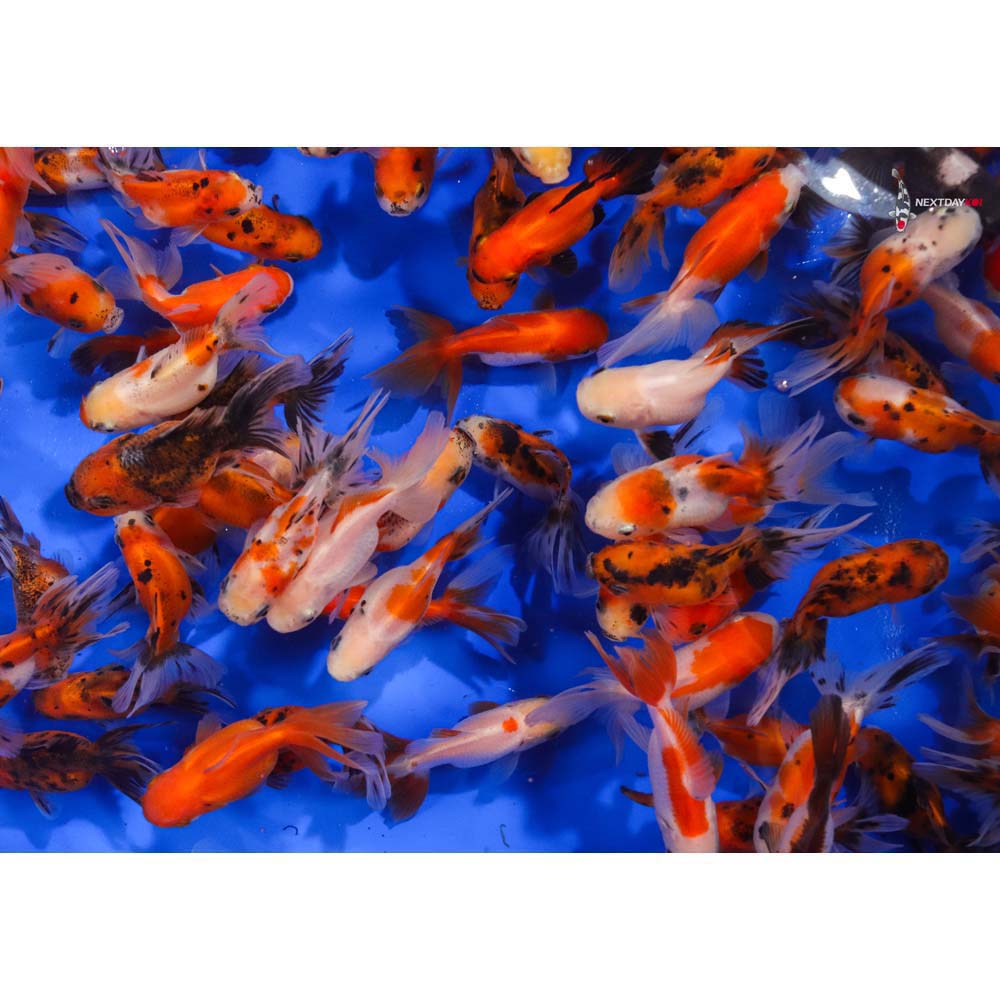 2-3" Imported Mixed Oranda Goldfish | Koi Fish For Sale