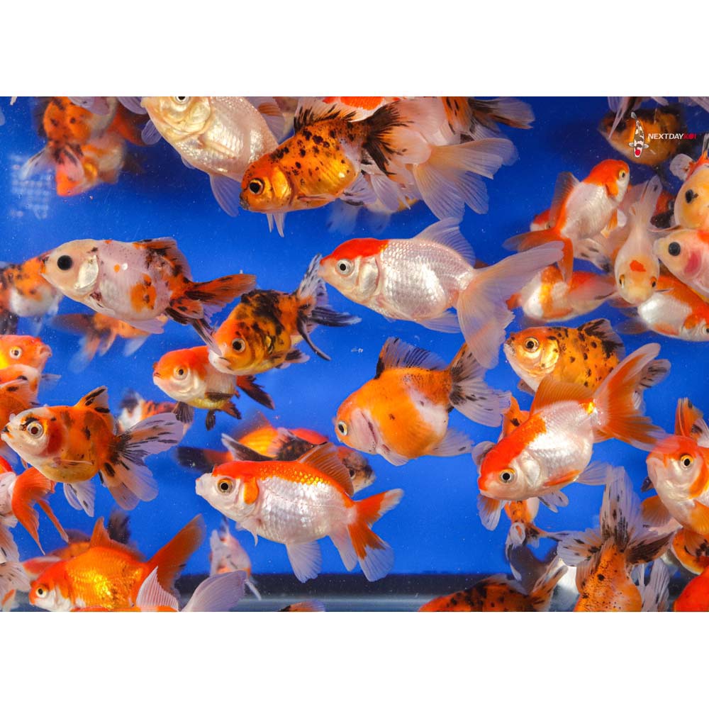 2-3" Imported Mixed Oranda Goldfish | Koi Fish For Sale