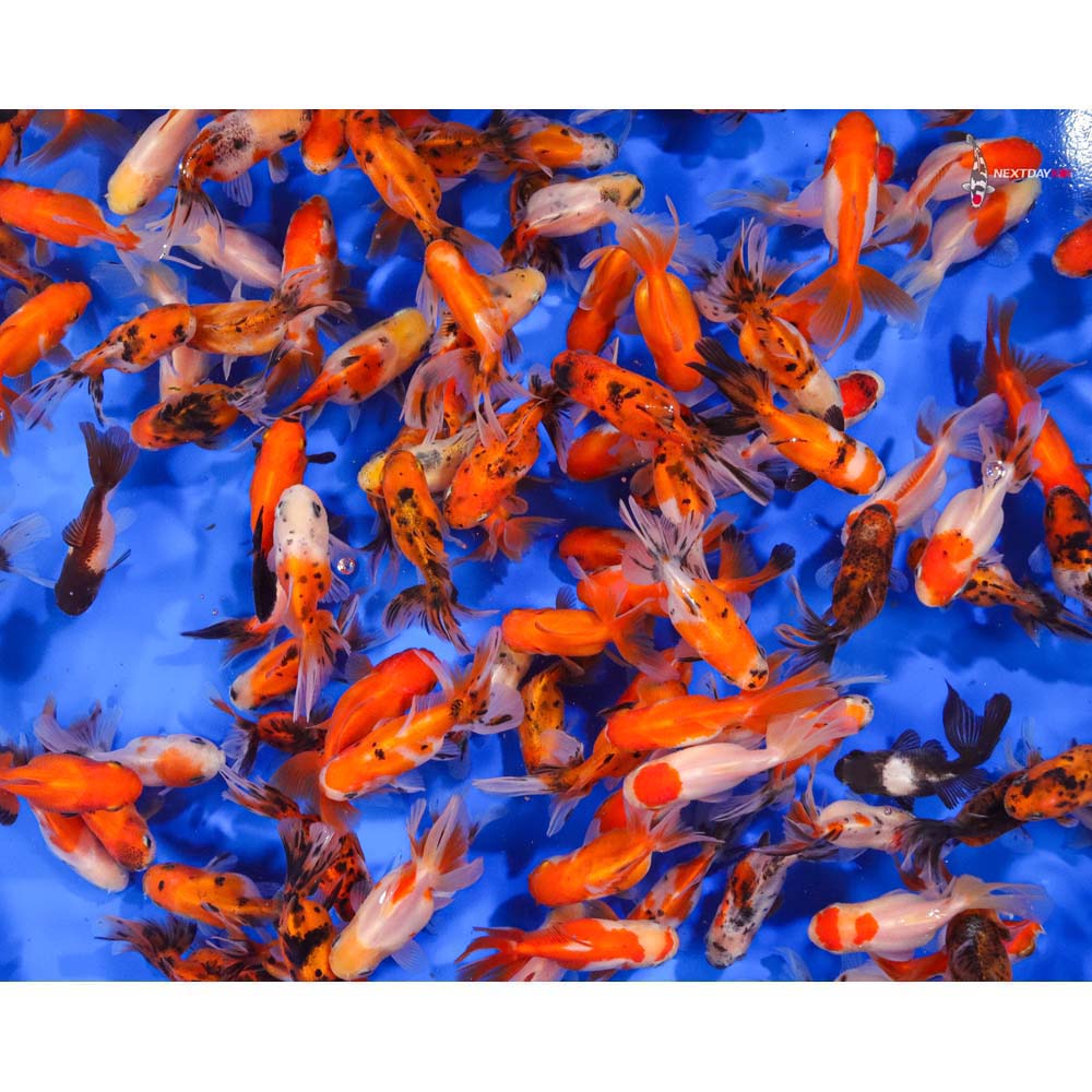 2-3" Imported Mixed Oranda Goldfish | Koi Fish For Sale