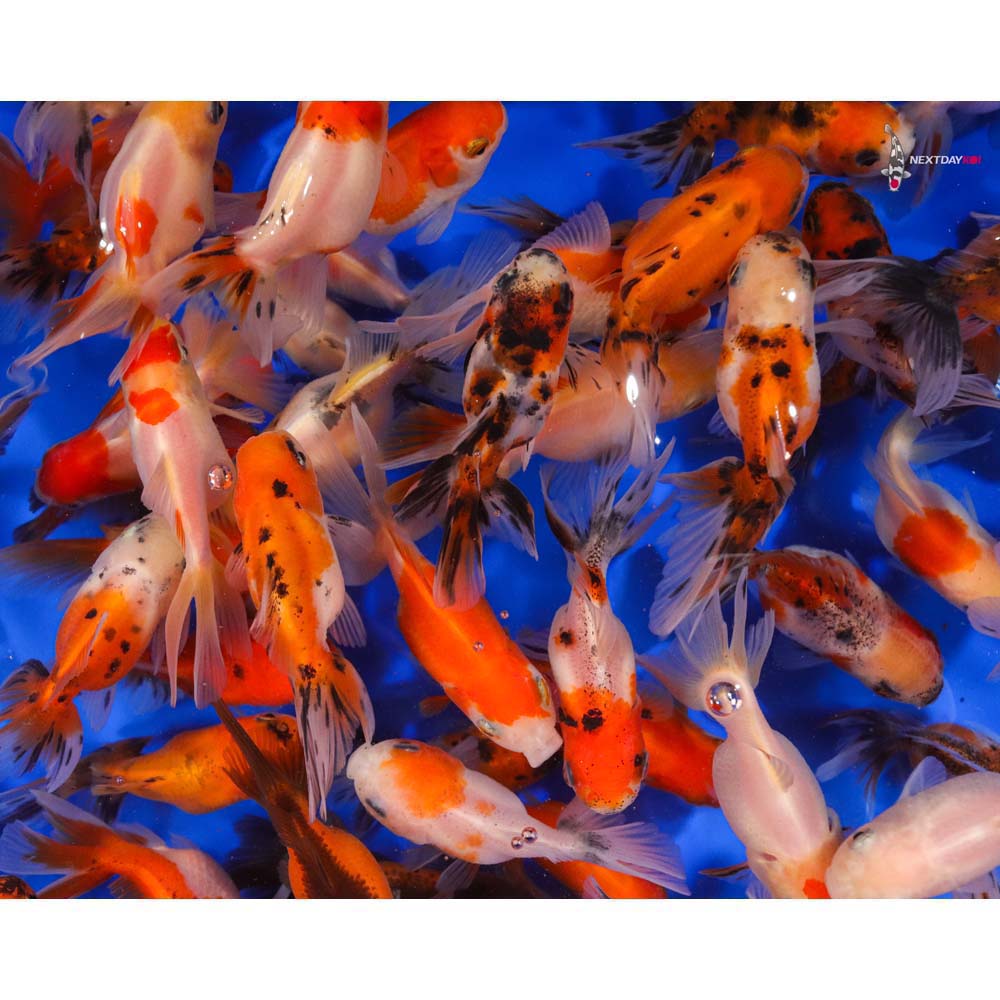 2-3" Imported Mixed Oranda Goldfish | Koi Fish For Sale
