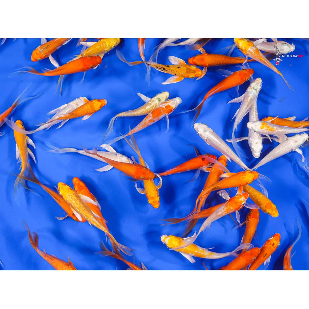 Imported Sunshine Butterfly Koi Mix | Koi Fish For Sale