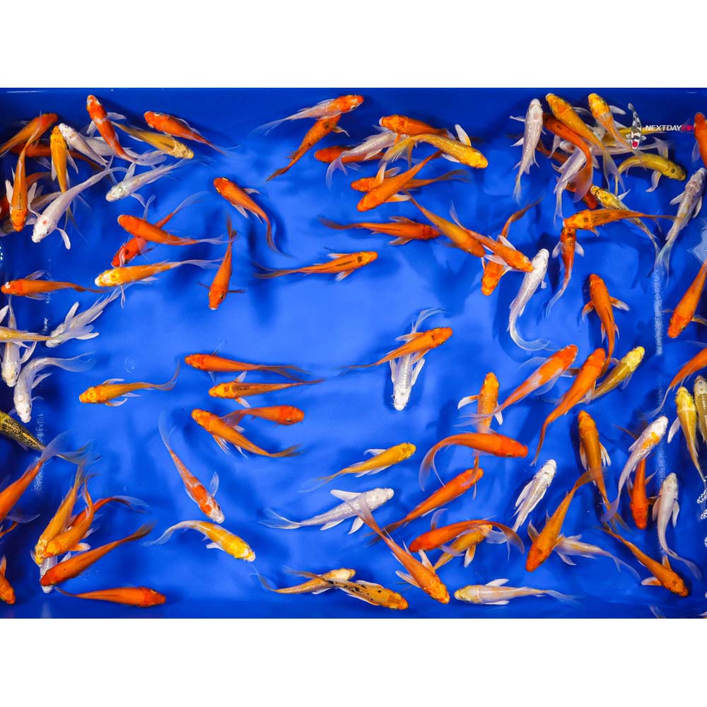 Imported Sunshine Butterfly Koi Mix | Koi Fish For Sale