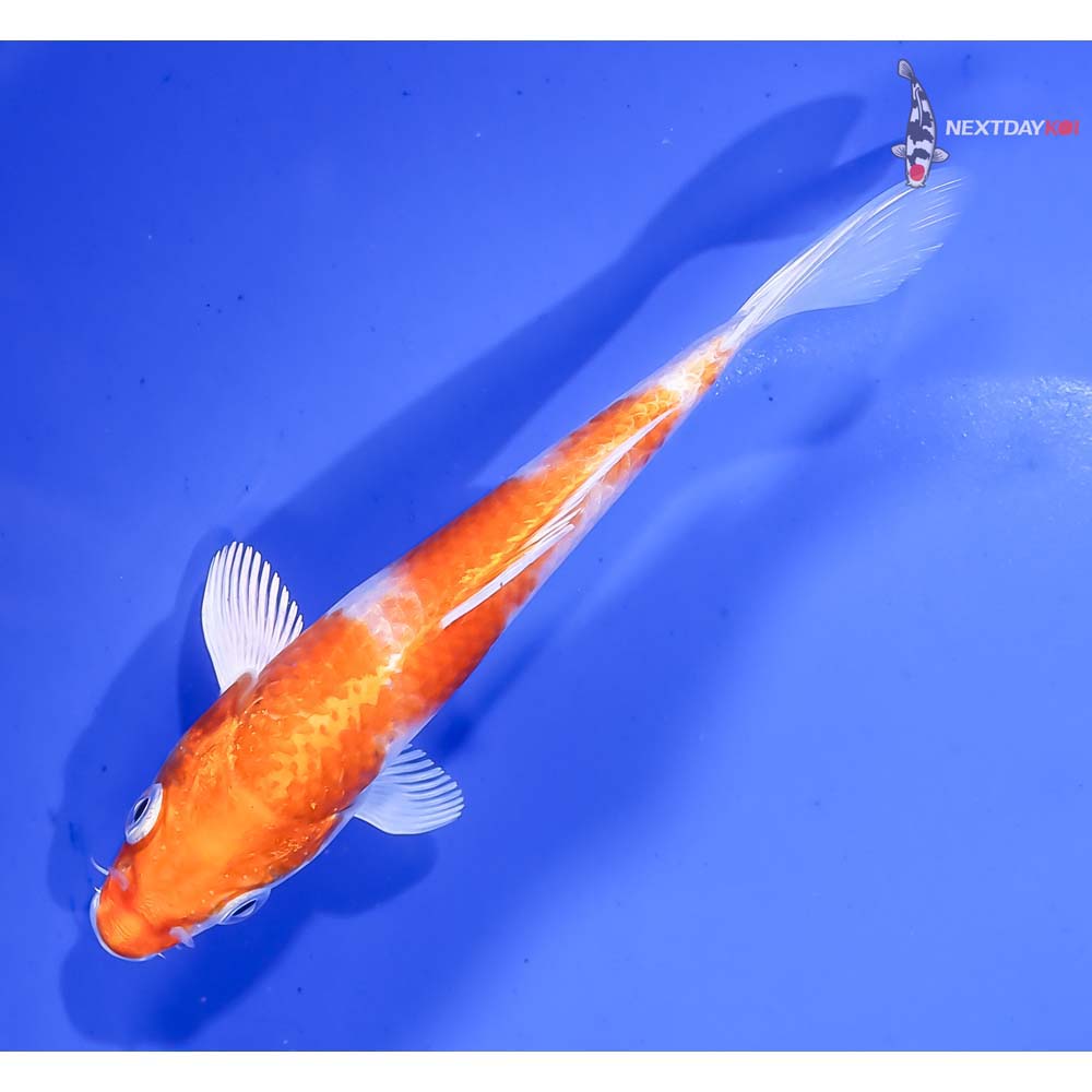 5” Imported Hariwake | Koi Fish For Sale